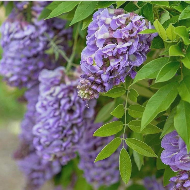 Arbor Wisteria - Etsy