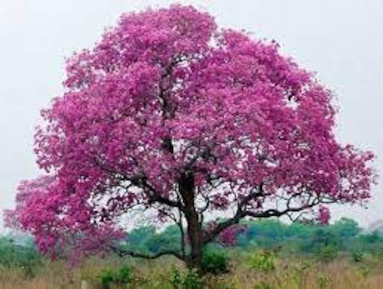 Tabebuia Purple Impetiginosa-ipe,1 Tree - Etsy
