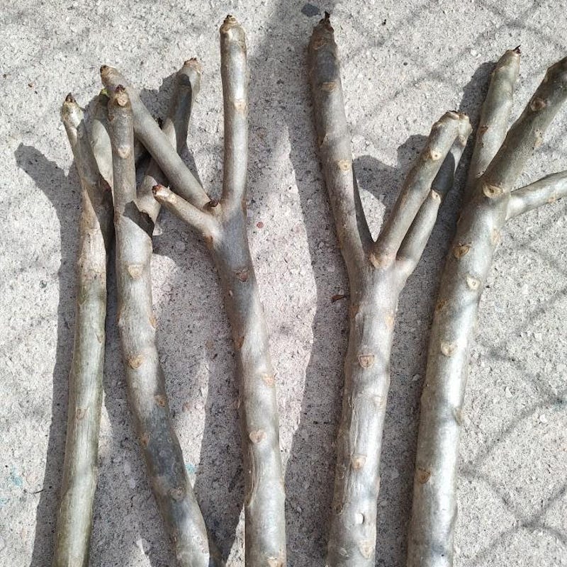 Plumeria Plant Tips - Etsy