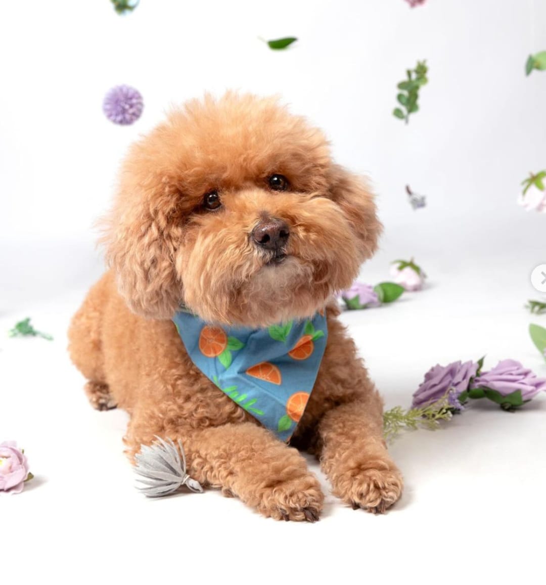 Marmalade Bandana - Orange Fruit Dog Bandana - Handmade Dog Accessory ...