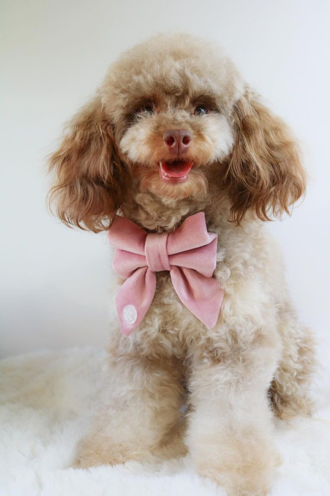 Blush Pink Velvet Sailor Bow/ Bow Tie - Over the Collar - Dog Bow ...