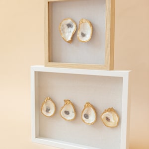 Oyster Shell Shadow Box (4 Oysters) - Etsy