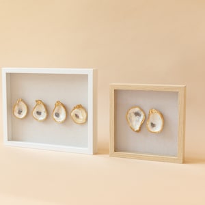 Oyster Shell Shadow Box (4 Oysters) - Etsy