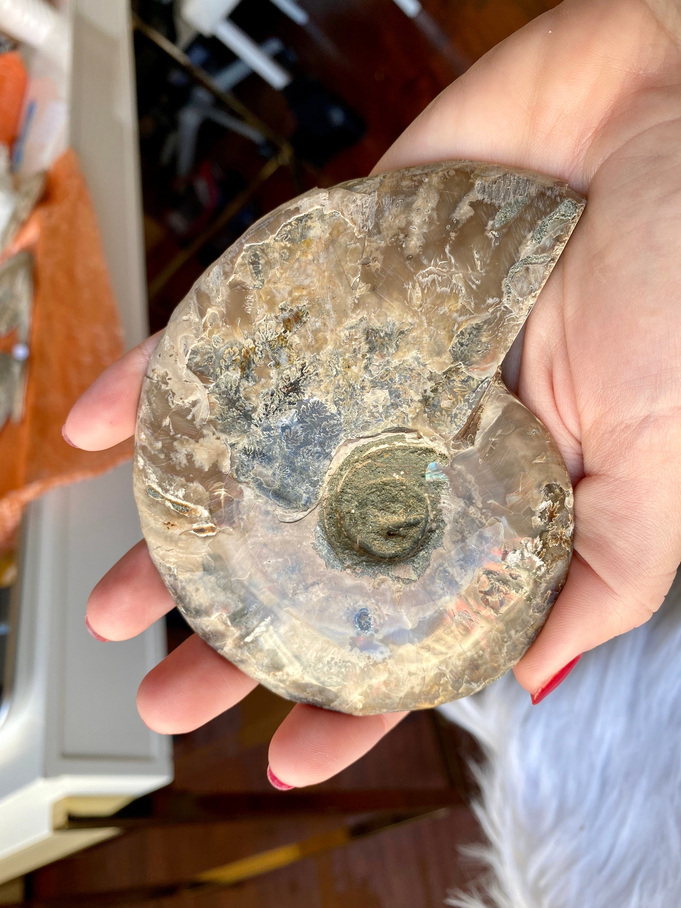 Gorgeous Ammolite Fossil Set Gift Set Fossil Gift Unique - Etsy