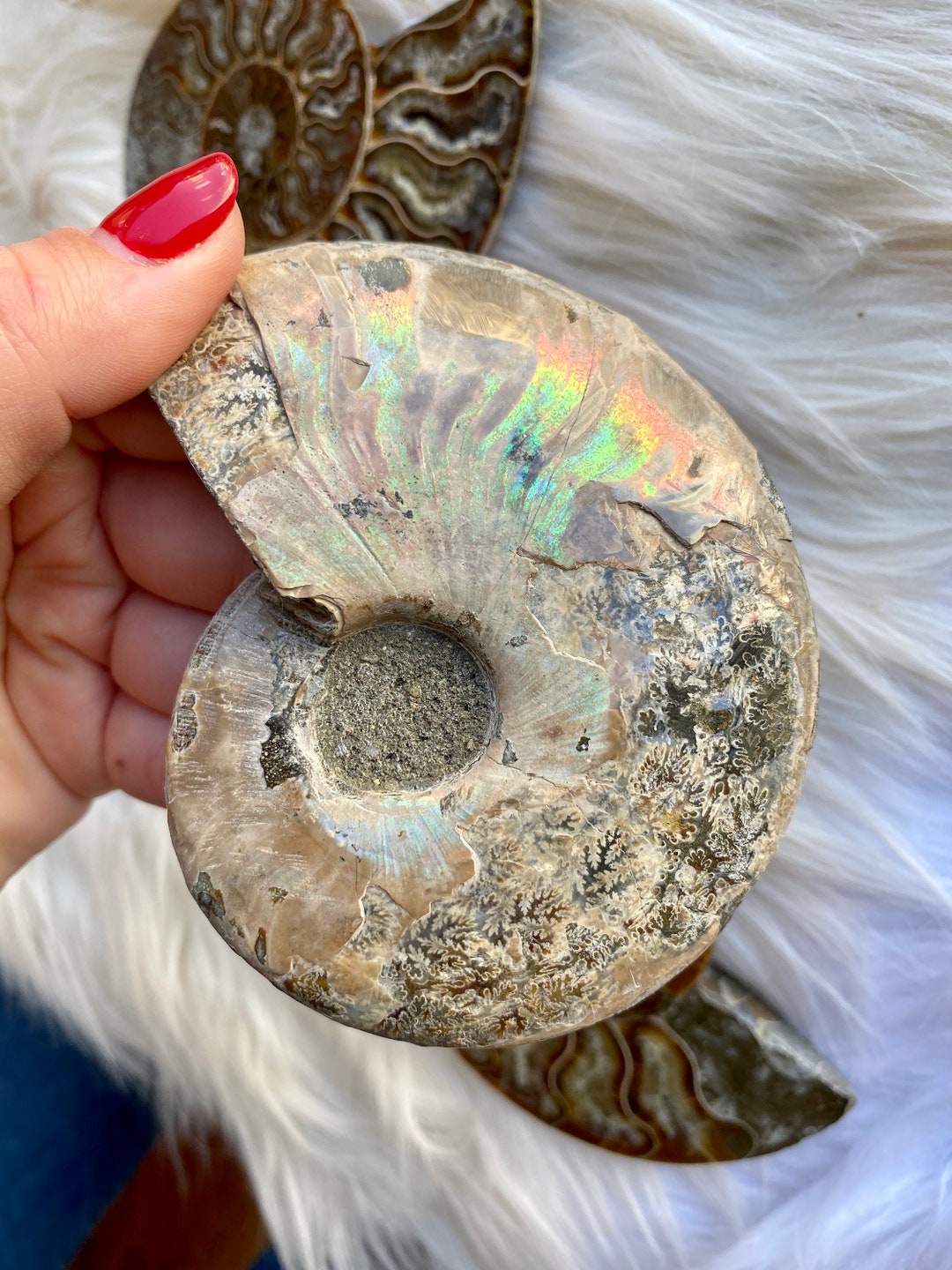 Small Ammolite Fossil Set | Gift Set | Fossil Gift | Unique Fossils ...