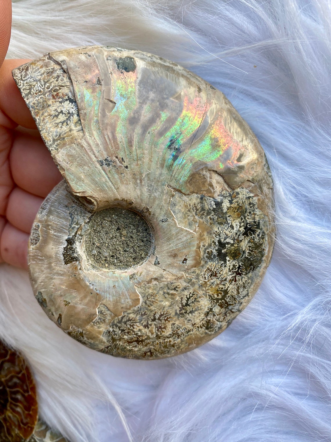 Small Ammolite Fossil Set Gift Set Fossil Gift Unique - Etsy