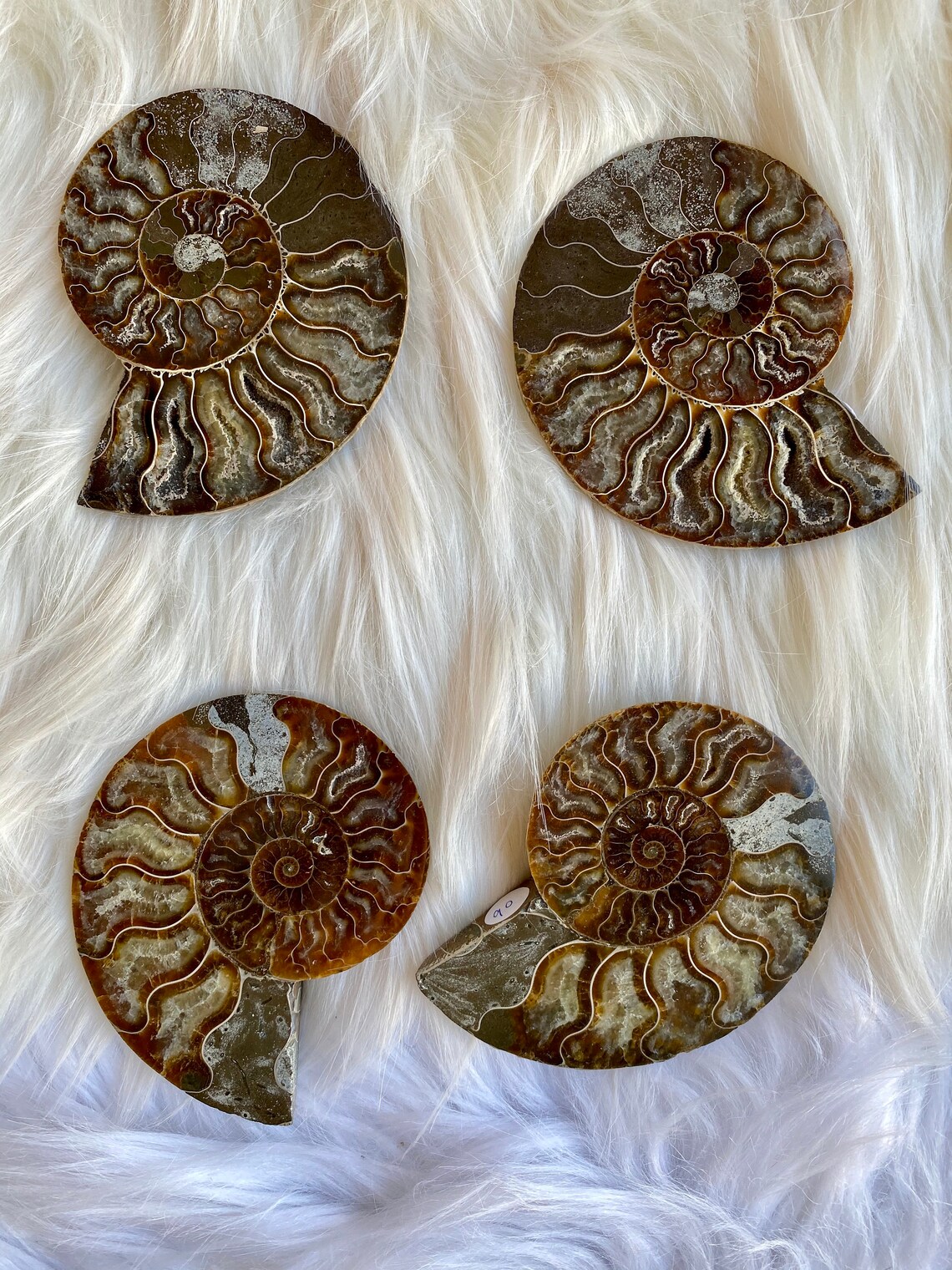 Small Ammolite Fossil Set Gift Set Fossil Gift Unique - Etsy