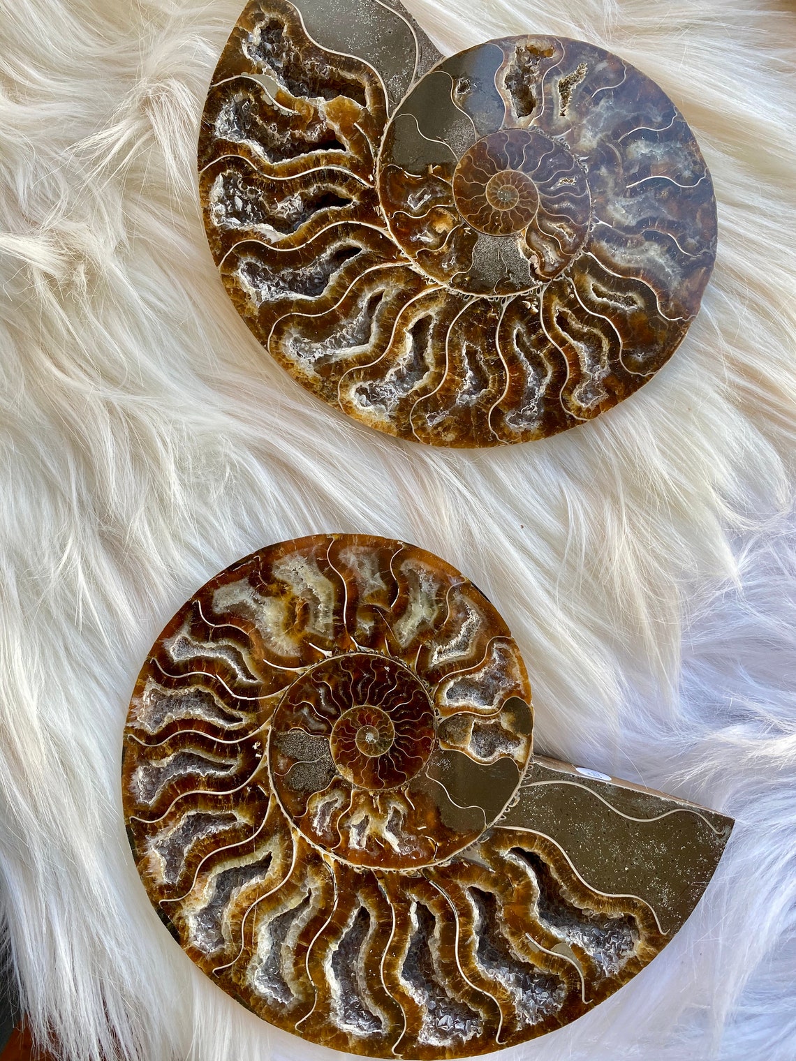 Large Ammolite Fossil Set Gift Set Fossil Gift Unique | Etsy