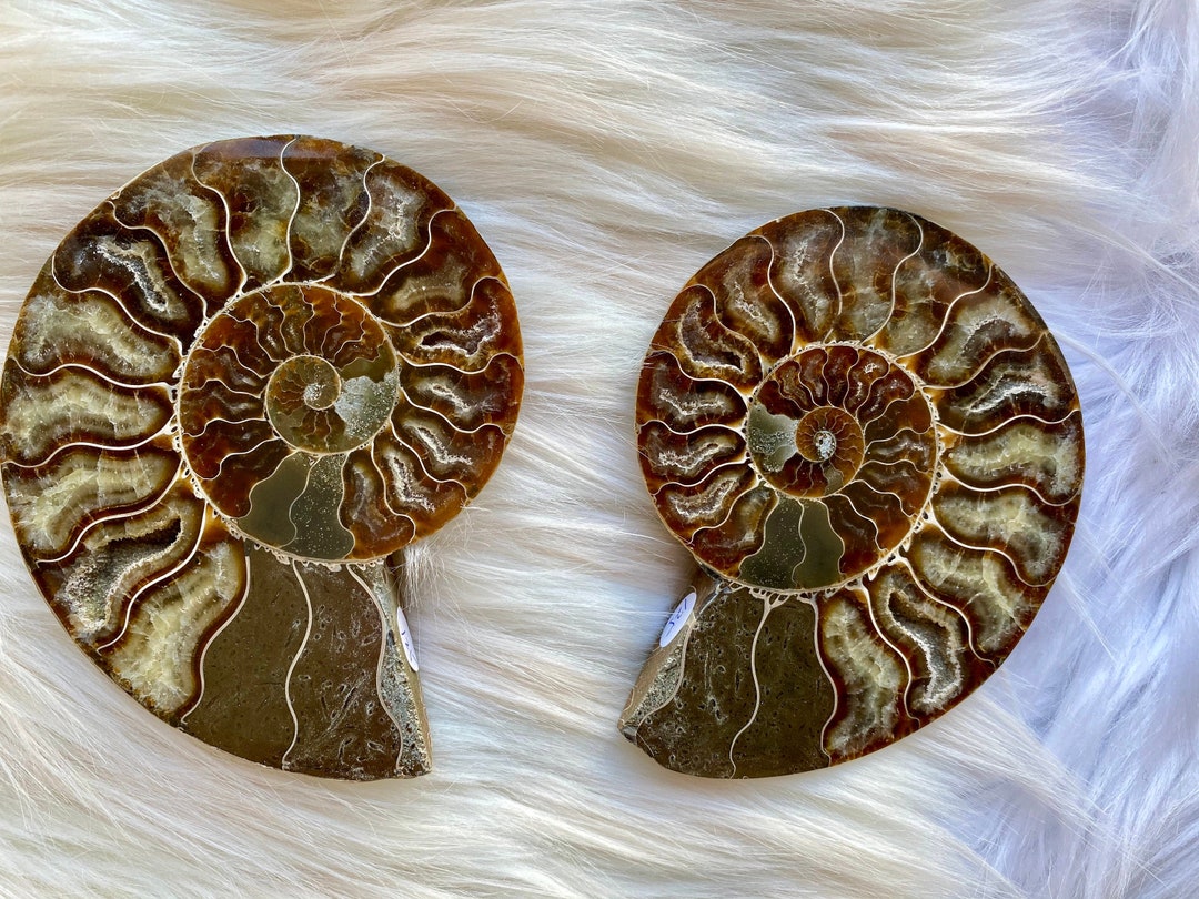 Rainbow Ammolite Fossil Set: Madagascar Decor Fossils - Etsy