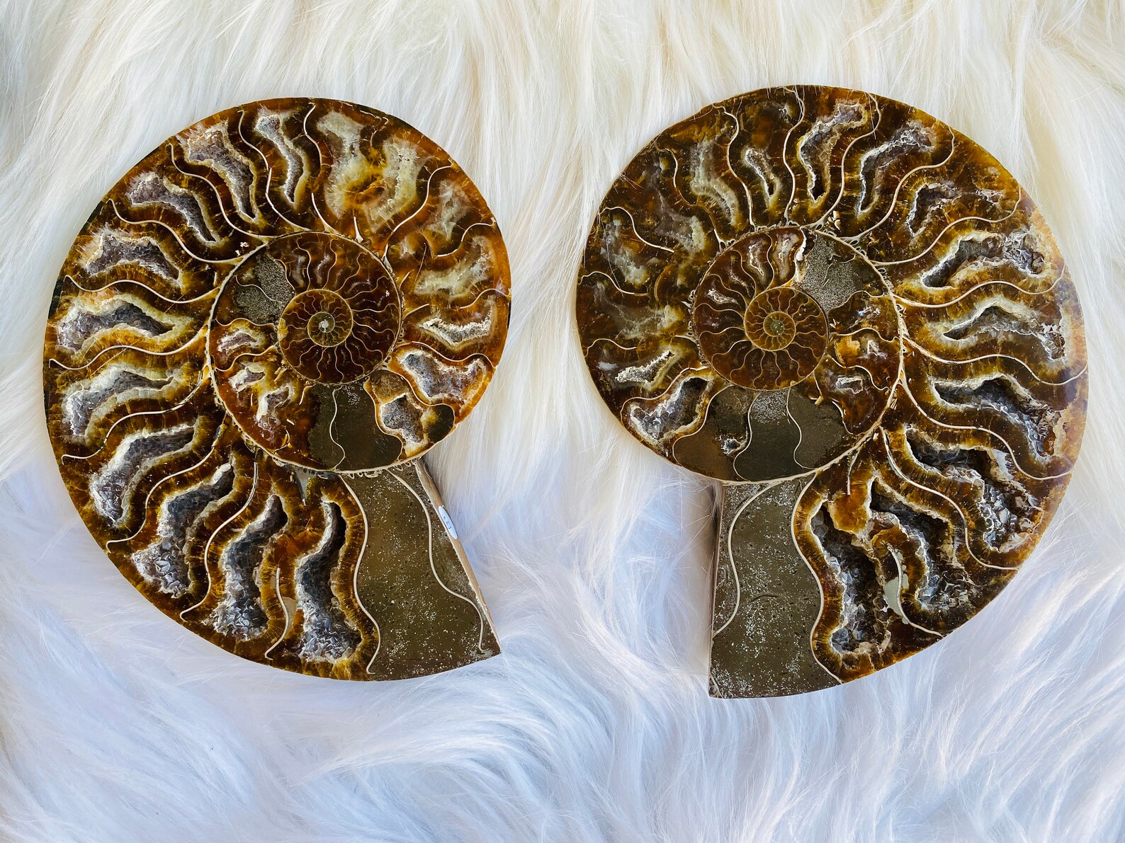 Large Ammolite Fossil Set Gift Set Fossil Gift Unique | Etsy