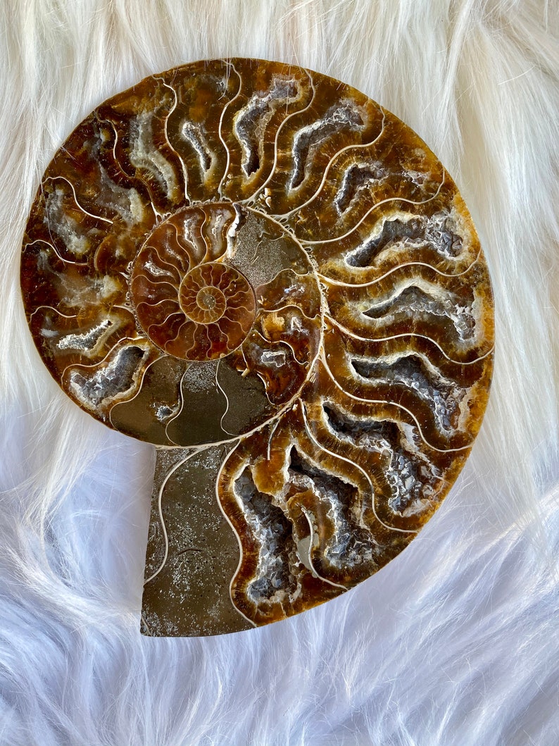 Large Ammolite Fossil Set Gift Set Fossil Gift Unique | Etsy