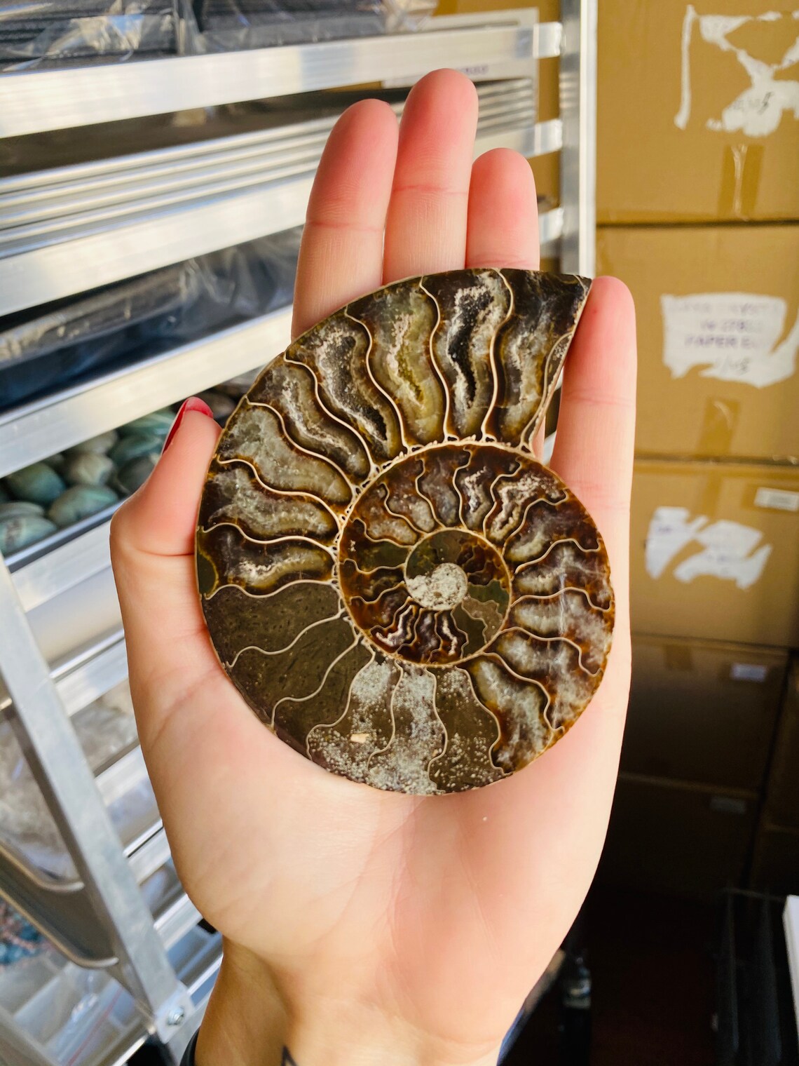 Small Ammolite Fossil Set Gift Set Fossil Gift Unique - Etsy