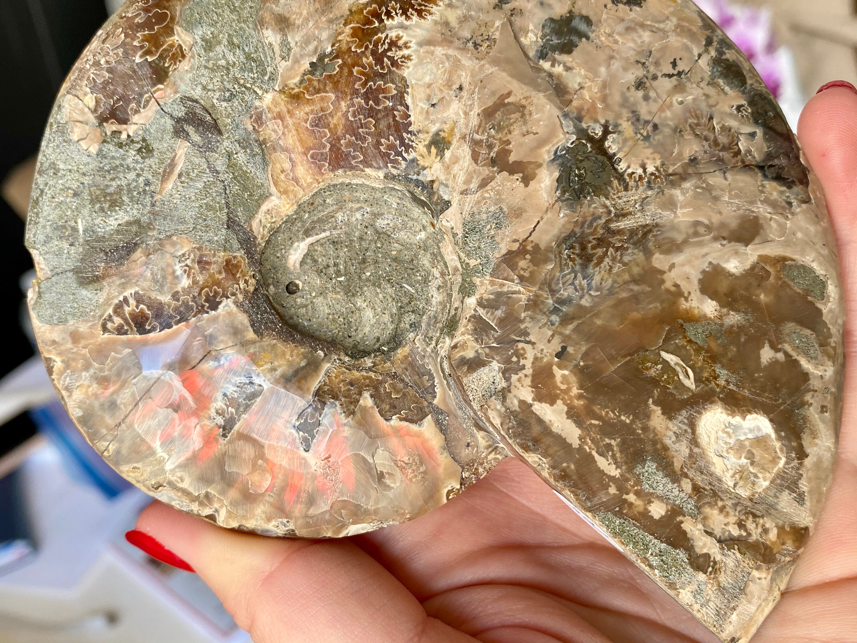 Gorgeous Ammolite Fossil Set Gift Set Fossil Gift Unique | Etsy