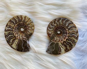 Ammolite Fossil Set Gift Set Fossil Gift Unique Fossils | Etsy