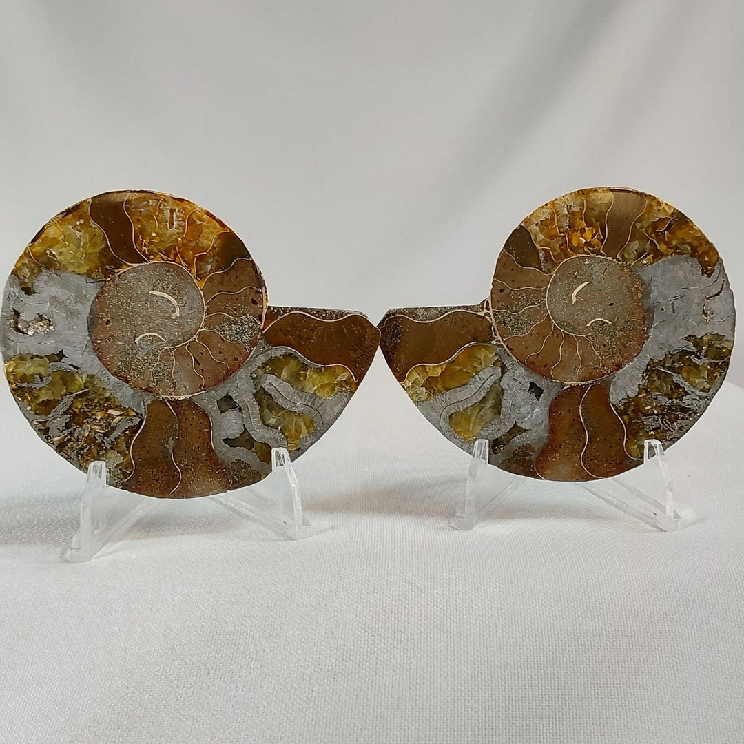 Small Ammonite Pair - 294 - Water Fossils, Fossils, Fast Free Shipping ...