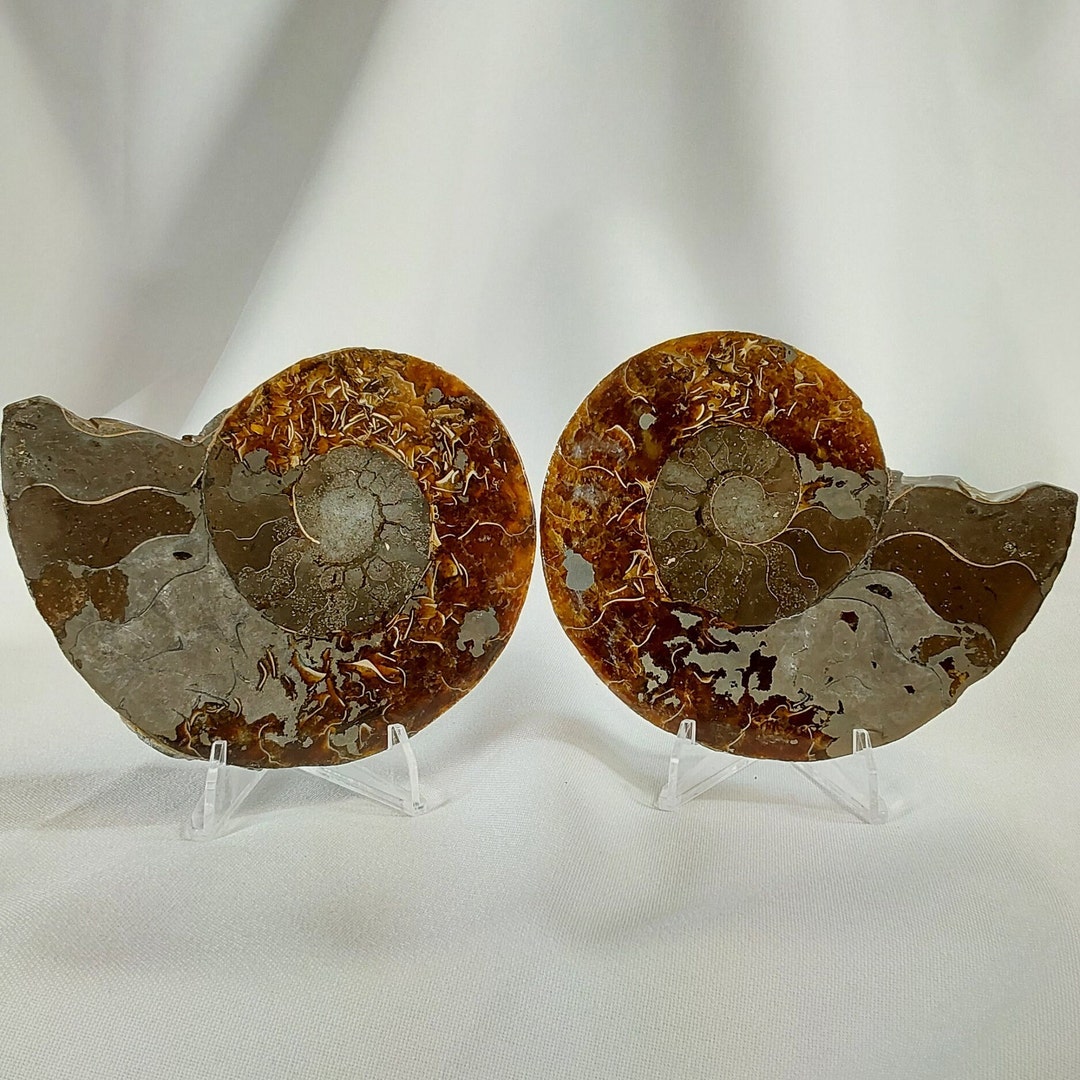 Ammonite Fossil Pair: Ocean Water Fossils With Stands - Etsy