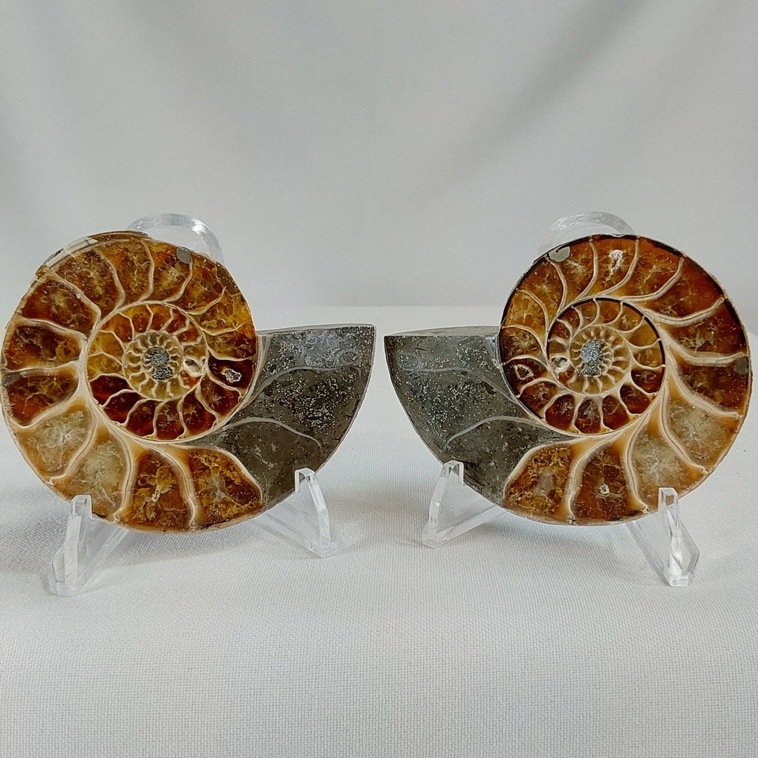 Small Ammonite Pair - 288 - Water Fossils, Fossils, Fast Free Shipping ...