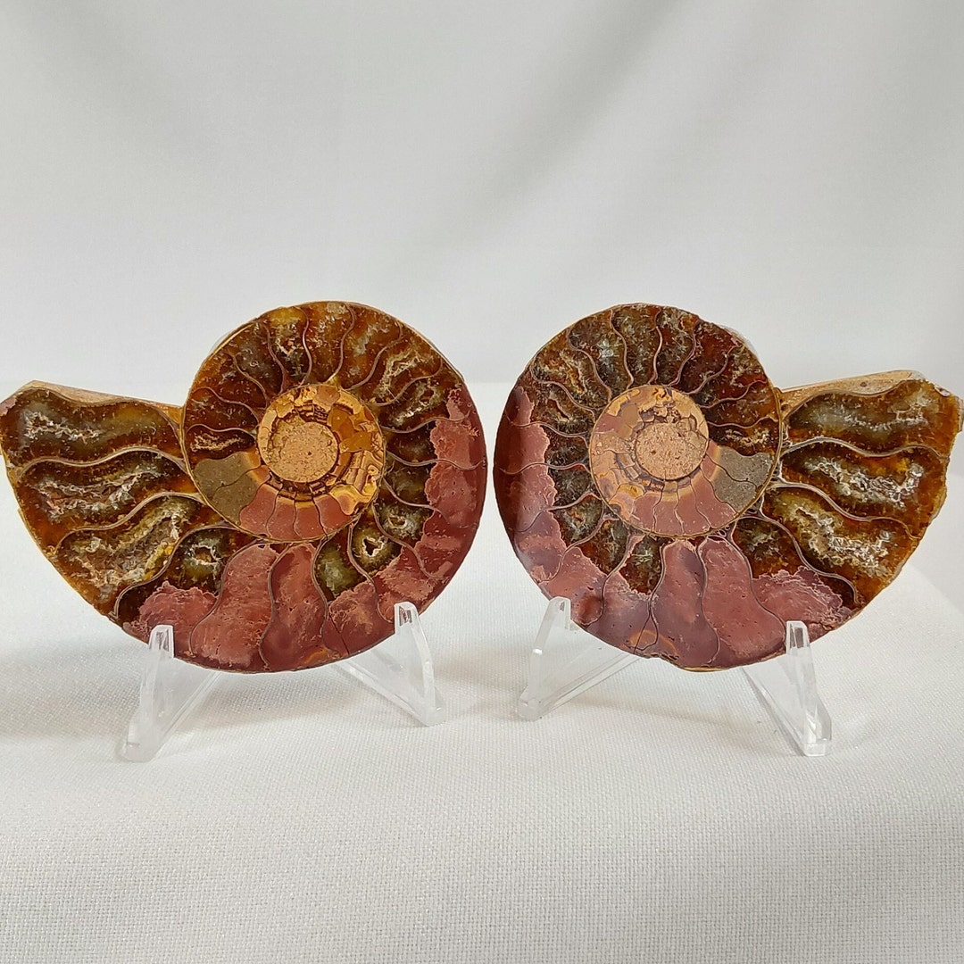 Small Ammonite Pair - 301 - Water Fossils, Fossils, Fast Free Shipping ...