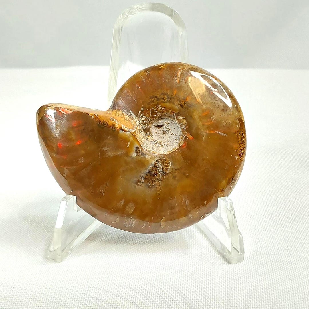 Medium Golden Brown Ammonite - 707 - Full Body Ammonite, Fossils ...