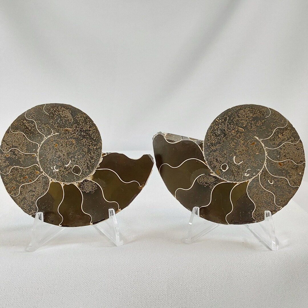Small Ammonite Pair - 304 - Water Fossils, Fossils, Fast Free Shipping ...