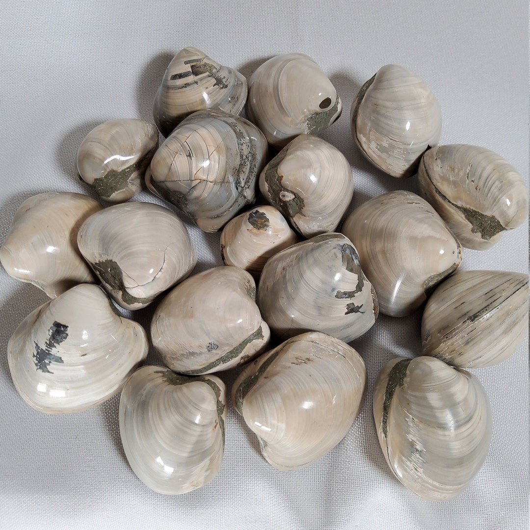 Polished Clam Shells - (3) Included in Order, Clams, Clam Shells ...