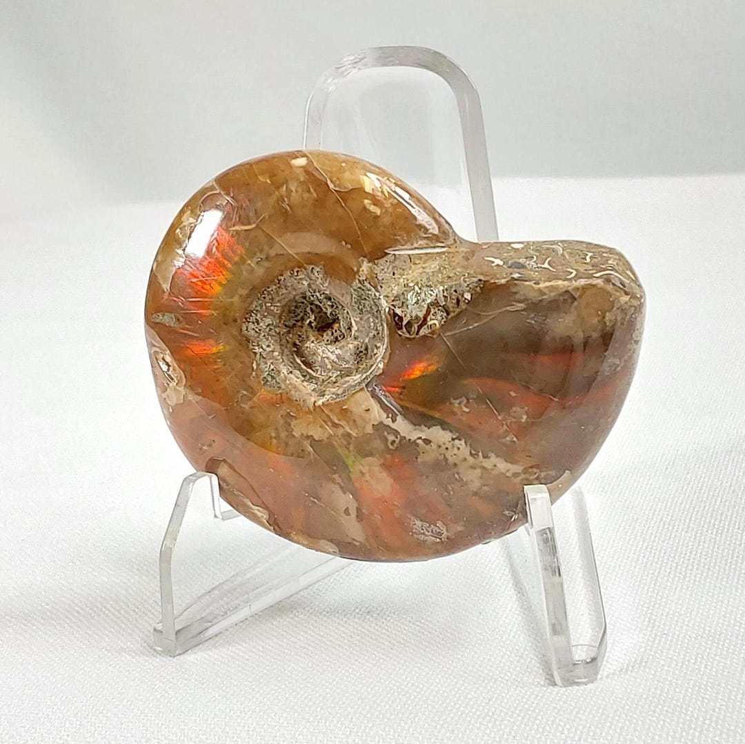Golden Brown Ammonite Fossil With Rainbow Sheen - 705 - Display Stand ...