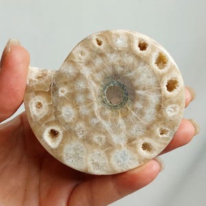 White Ammonite Pair - 868 - Water Fossils, Fossils, Fast Free Shipping ...
