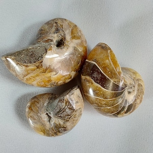 Nautilus Fossils - 474 -(3) Included in Order, Ocean Fossils, Small ...