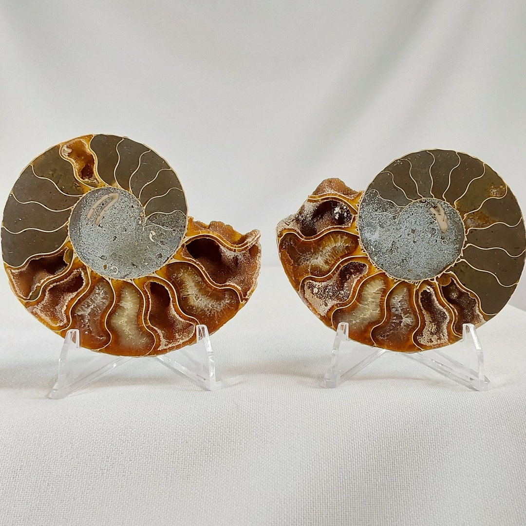Small Ammonite Pair - 293 - Water Fossils, Fossils, Fast Free Shipping ...