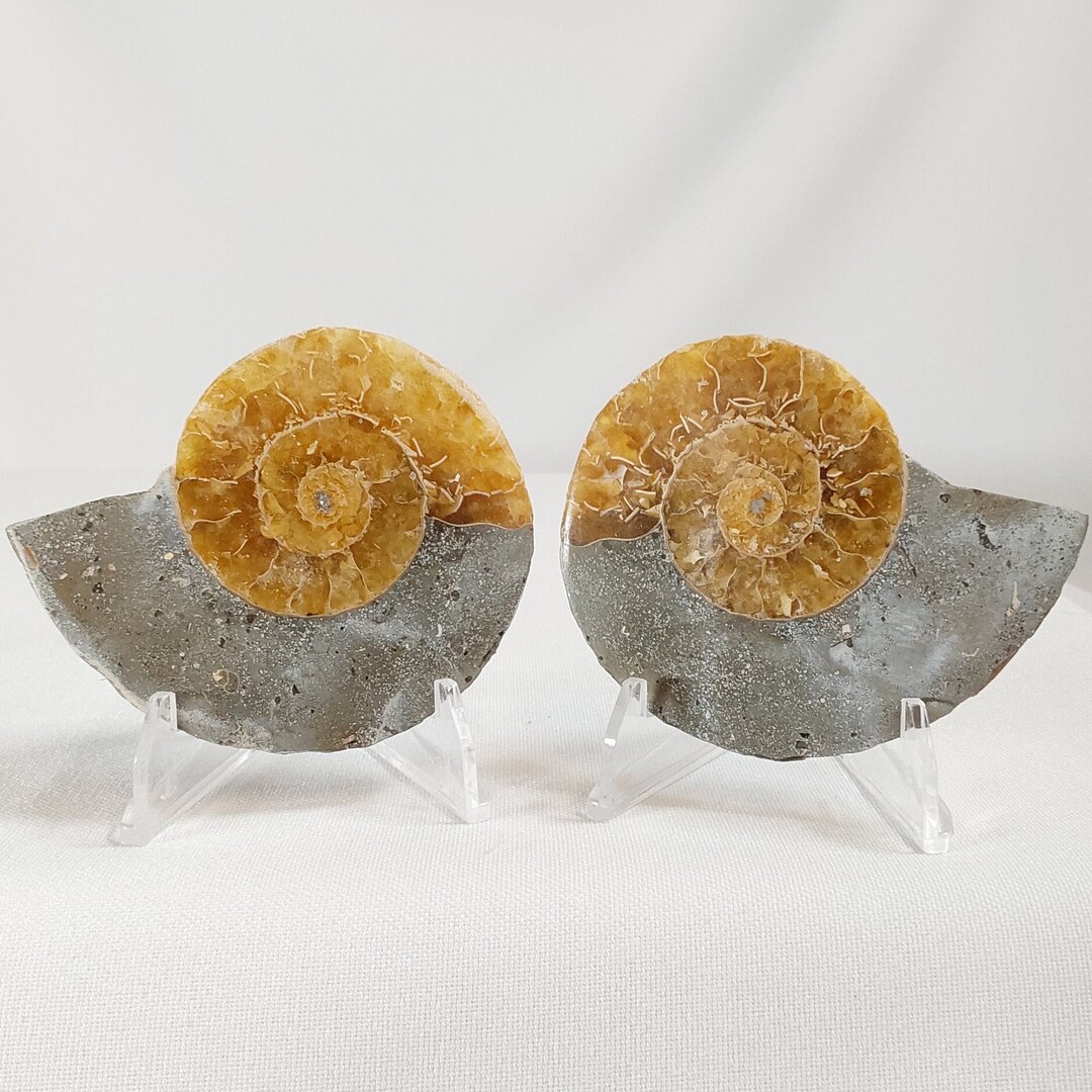 Small Ammonite Pair - 292 - Water Fossils, Fossils, Fast Free Shipping ...