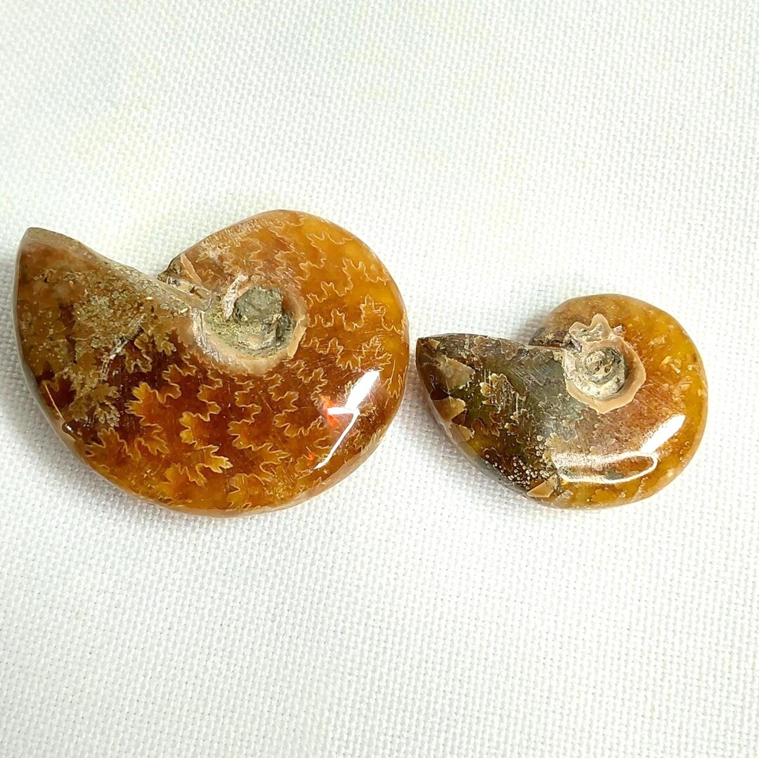 Ammonites -SM - 067 - (2) Included in Order, Ocean Fossils, Small ...