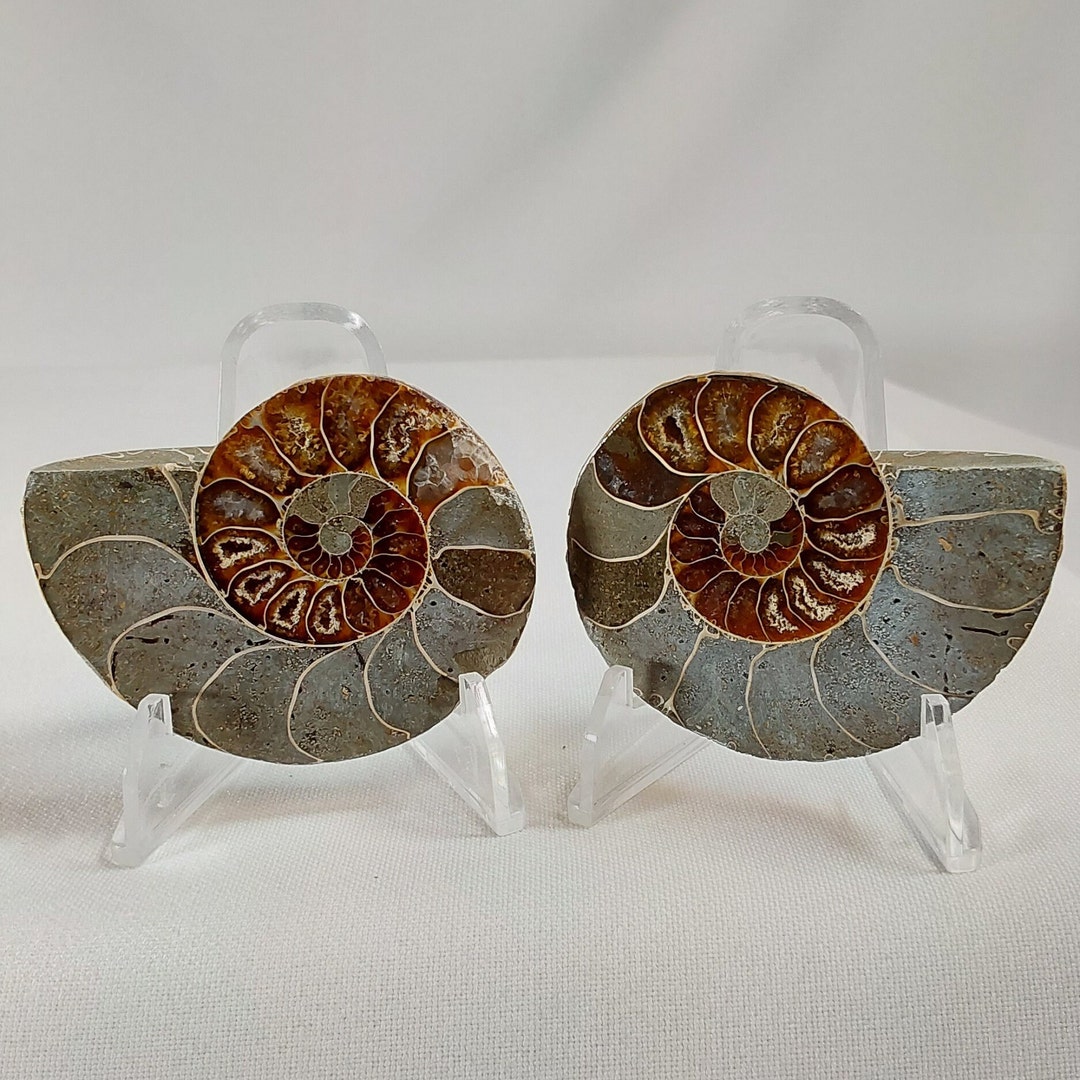 Small Ammonite Pair - 299 - Water Fossils, Fossils, Fast Free Shipping ...