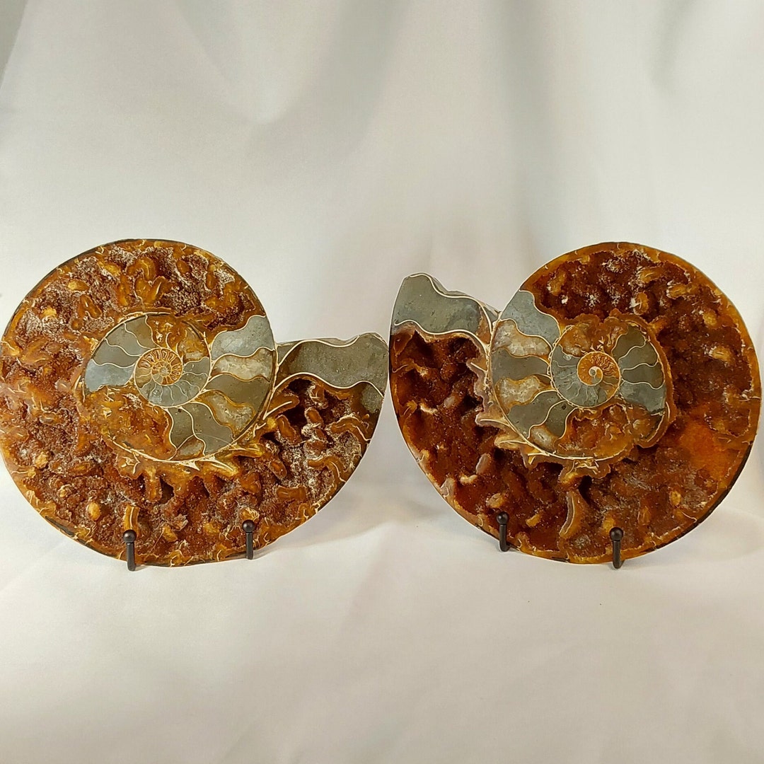 Large Ammonite Pair - 002 - Polished Fossil Display With Stands - Etsy