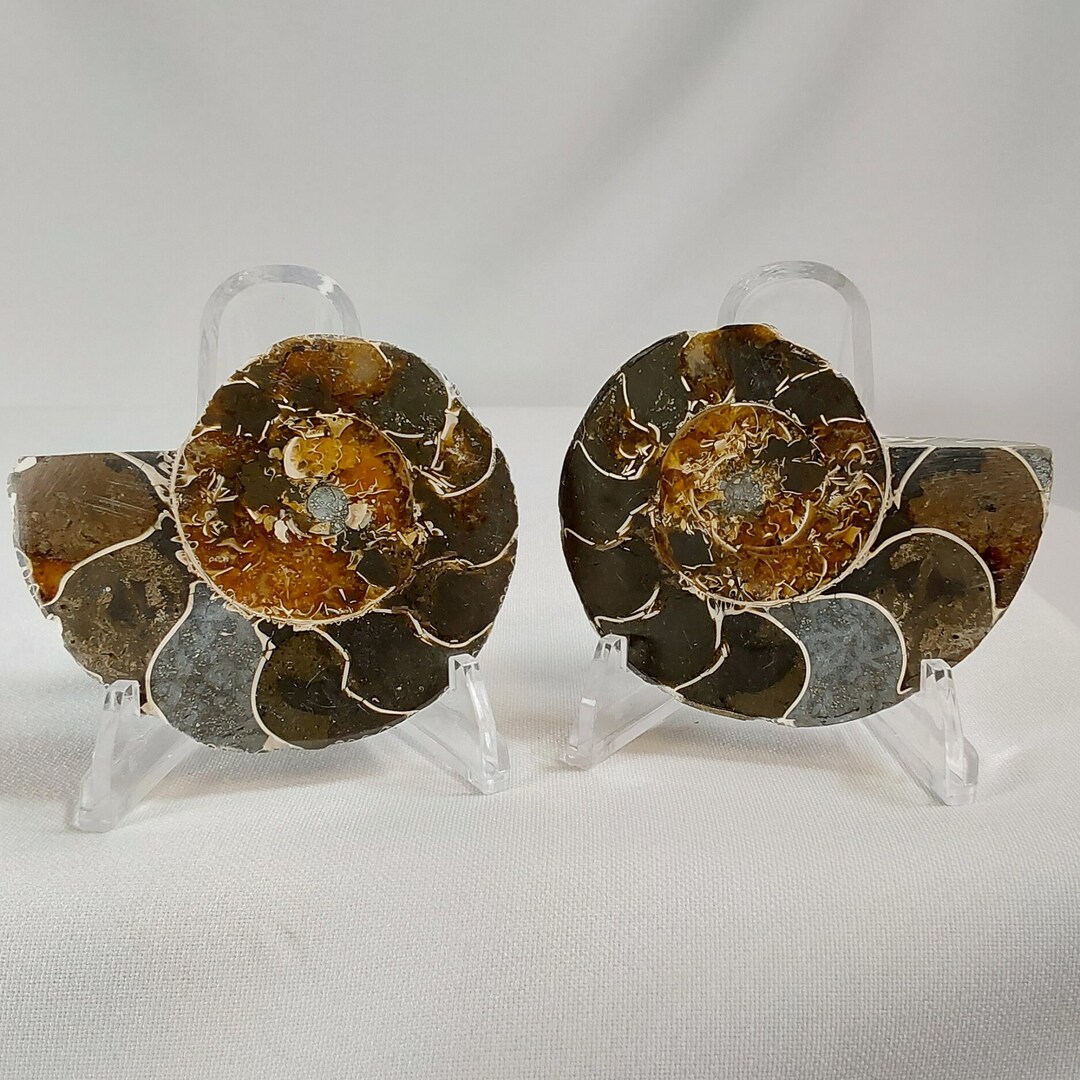 Small Ammonite Pair - 296 - Water Fossils, Fossils, Fast Free Shipping ...