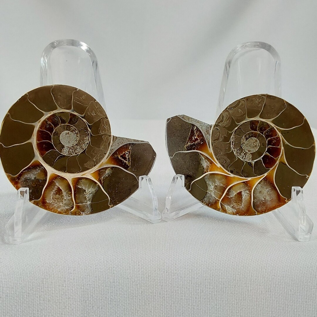 Small Ammonite Pair - 287 - Water Fossils, Fossils, Fast Free Shipping ...