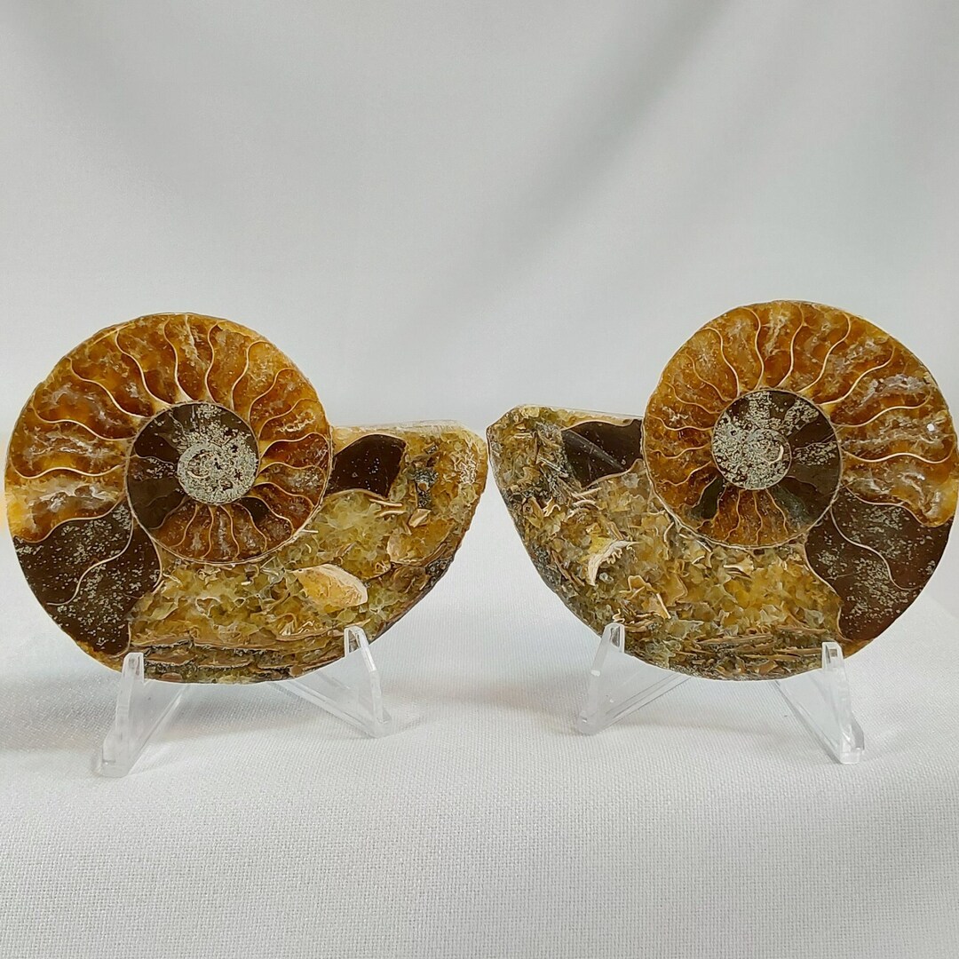 Small Ammonite Pair 302 Water Fossils, Fossils, Fast Free Shipping ...