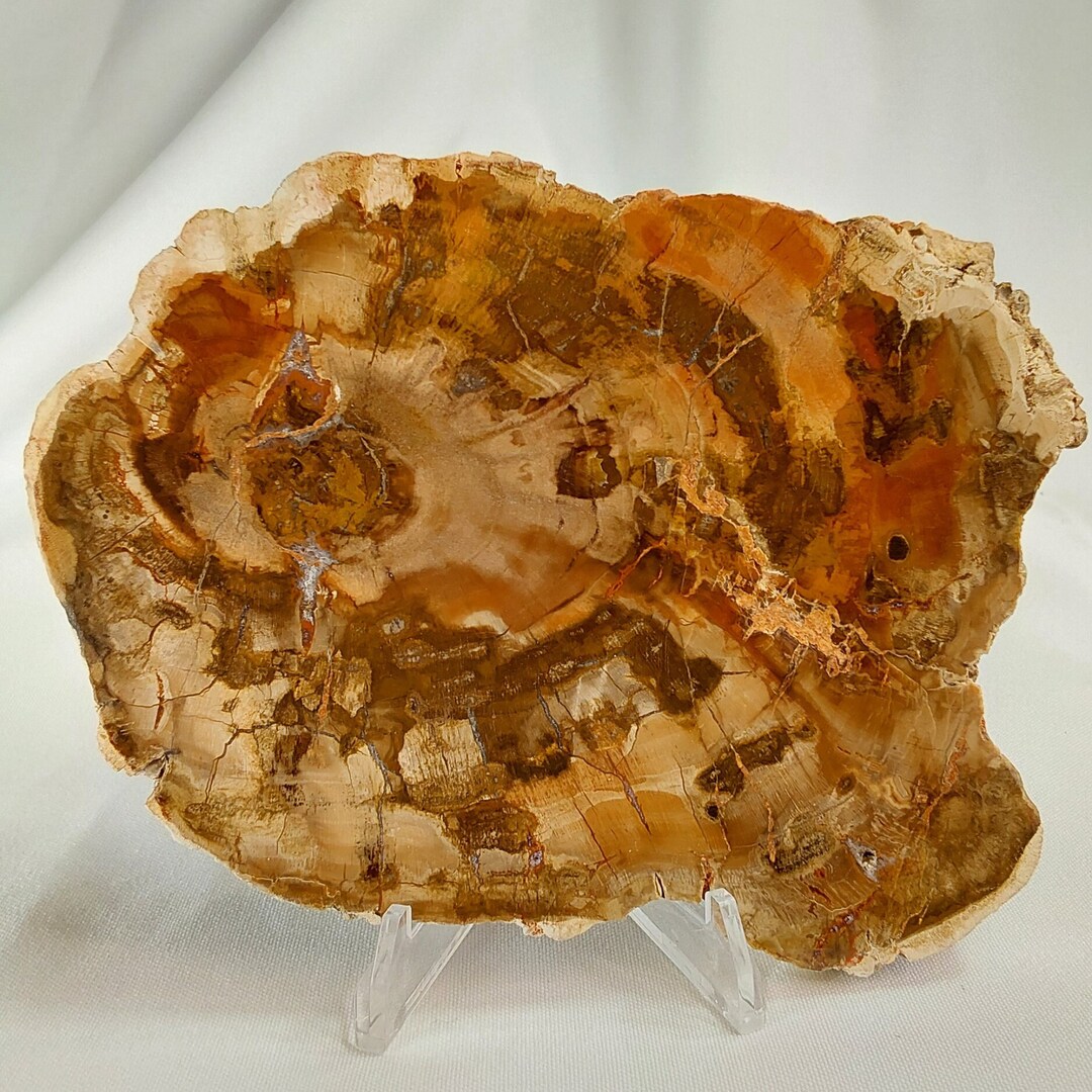 Polished Petrified Wood Slab With Stand - Madagascar Origin - Etsy