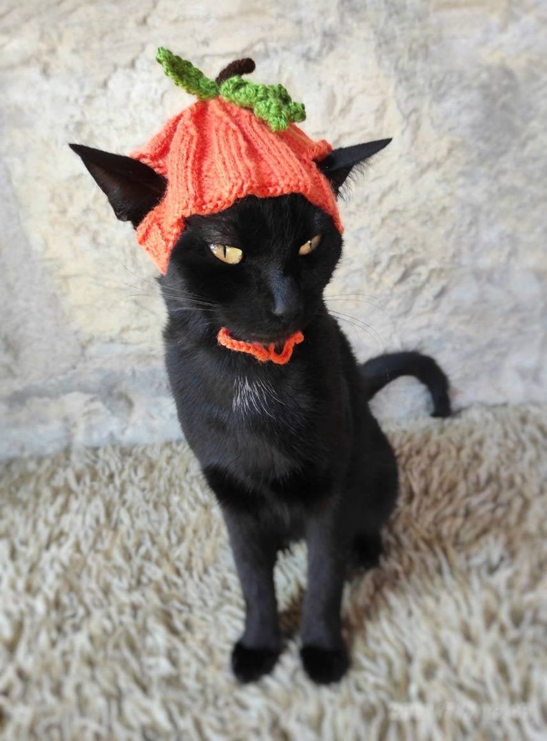 Pumpkin Hat for Cat Pumpkin Pet Costume Halloween Costume | Etsy