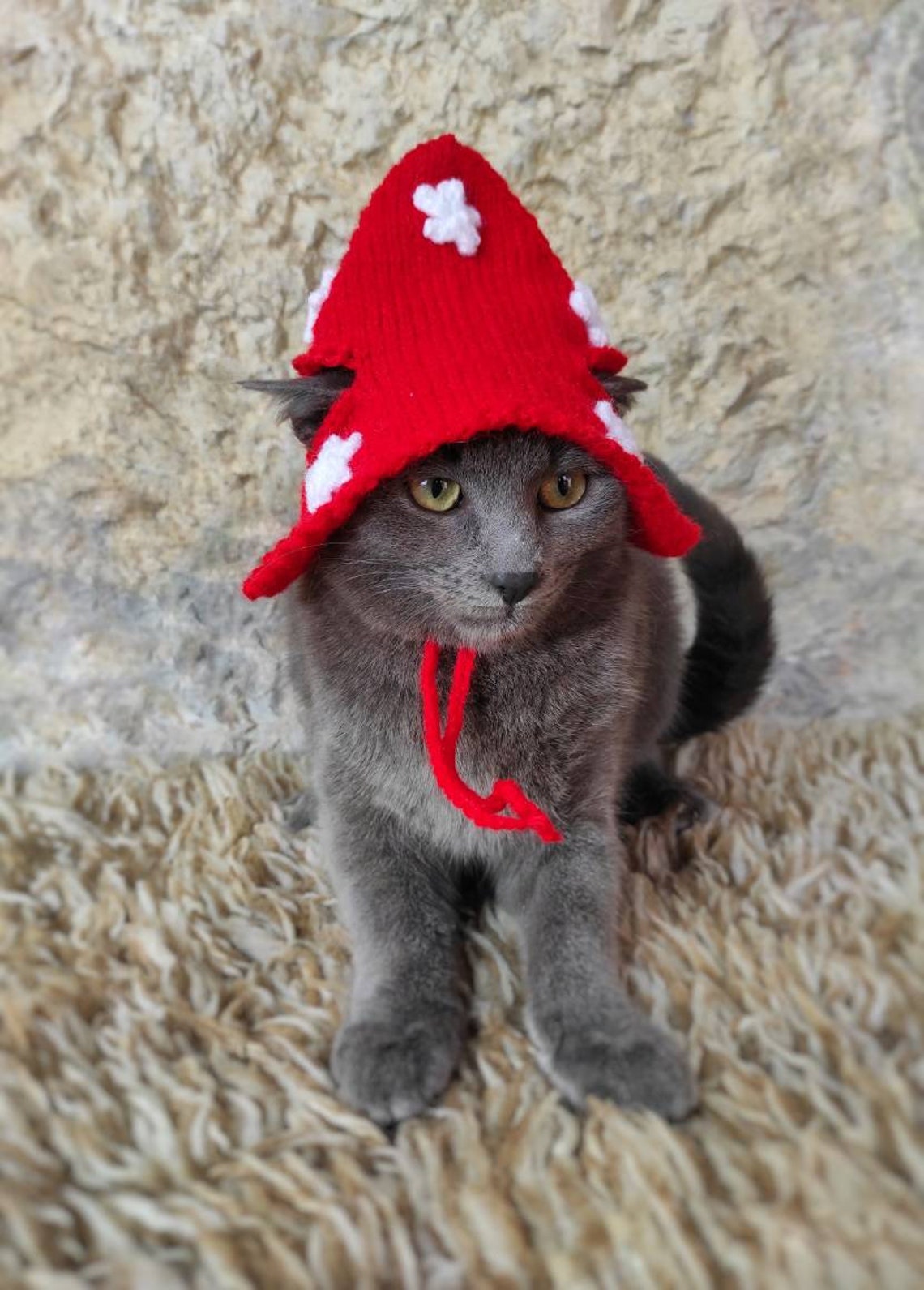 Wizard Cat Hat Wizard Hat for Cat Wizard Hat for Cats | Etsy