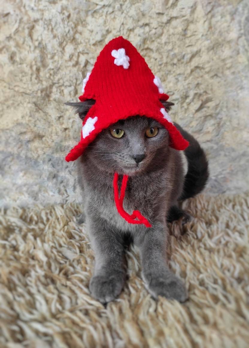 Wizard Cat Hat Wizard Hat for Cat Wizard Hat for Cats | Etsy