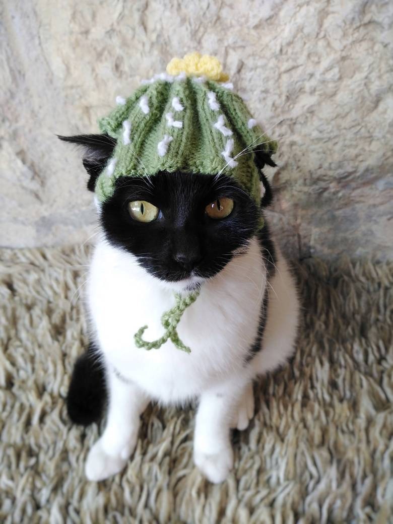 Cactus Cat Hat Flower Hat For Cat Halloween Costumes For | Etsy