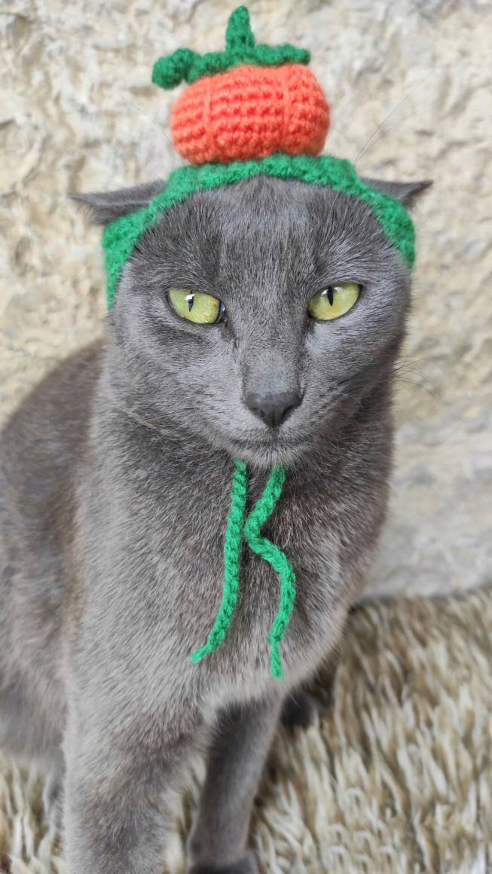 Pumpkin Hat for Cat Pumpkin Pet Costume Halloween Costume - Etsy