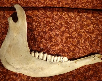 Jaw bone | Etsy