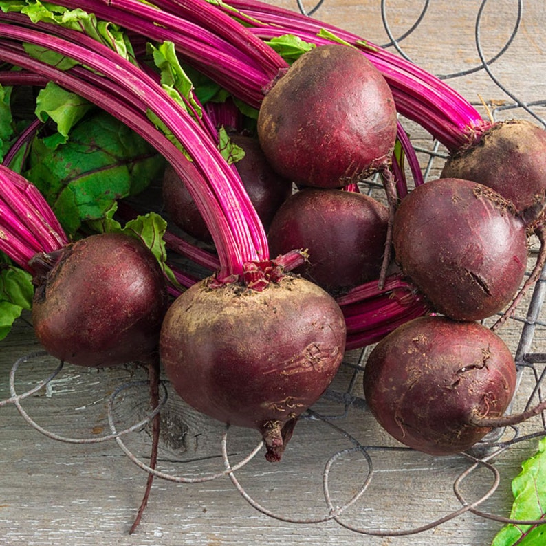 Detroit Dark Red Beet Seeds Beta Vulgaris, Organic Ophidian Farms 2024 ...