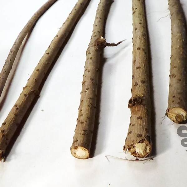 Elder Wood - Etsy