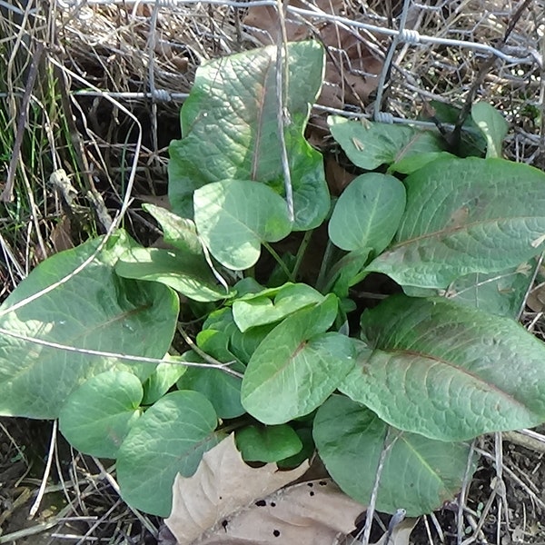 Rumex Seeds - Etsy