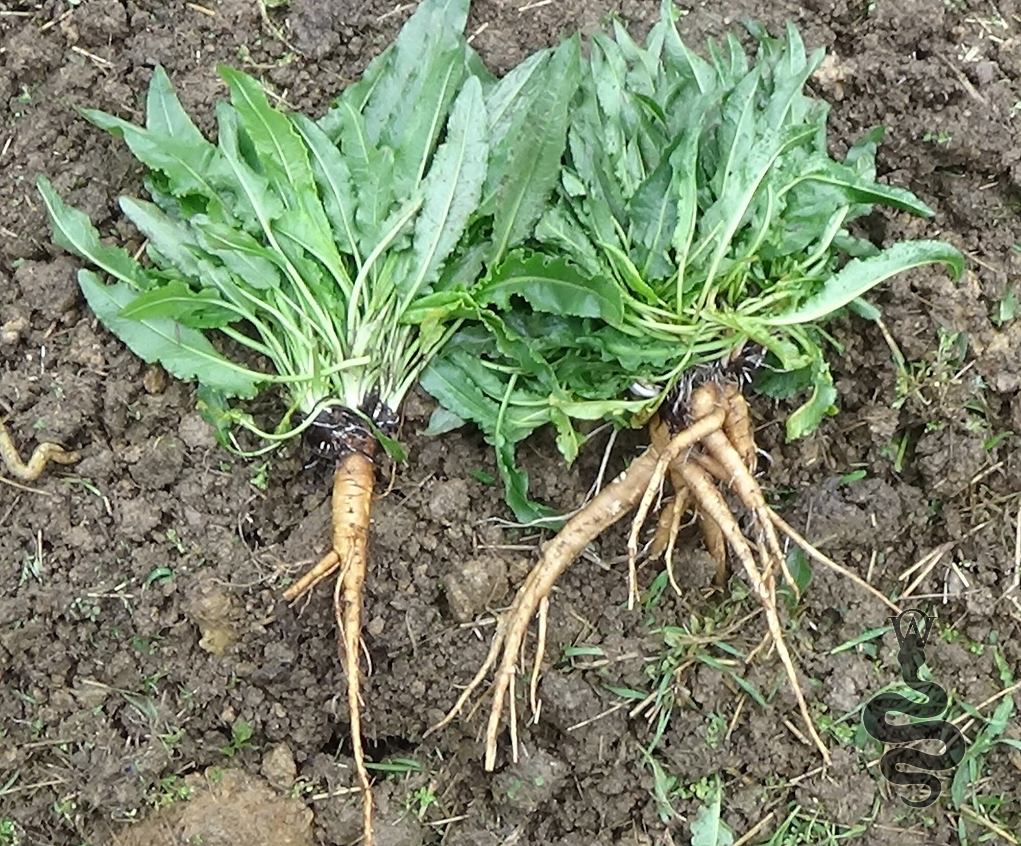 Yellow Dock Root Plant