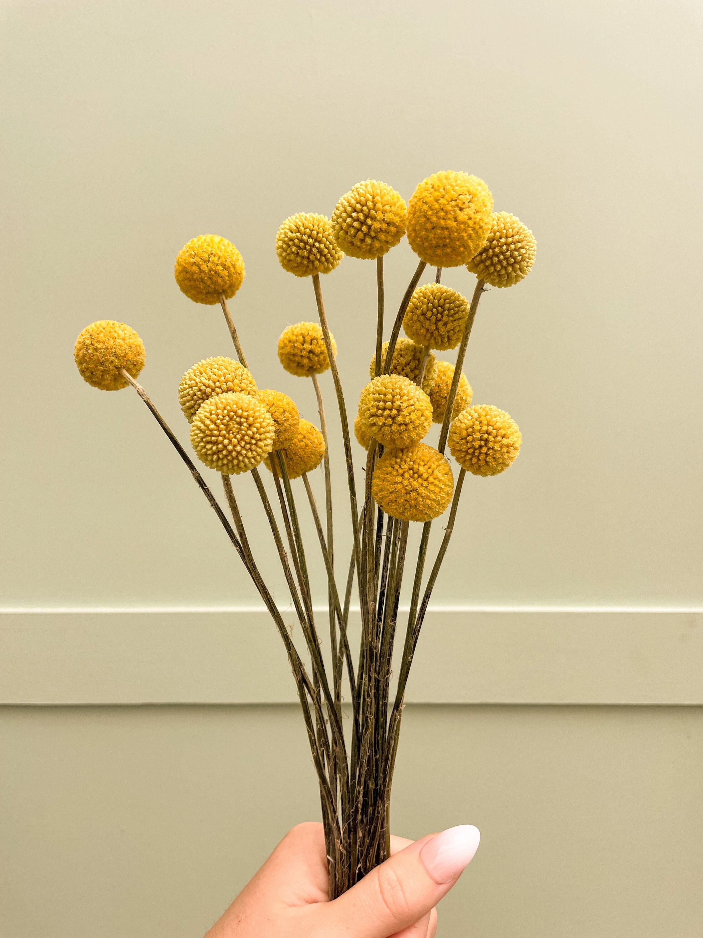 Dried Craspedia Stems billy Buttons - Etsy