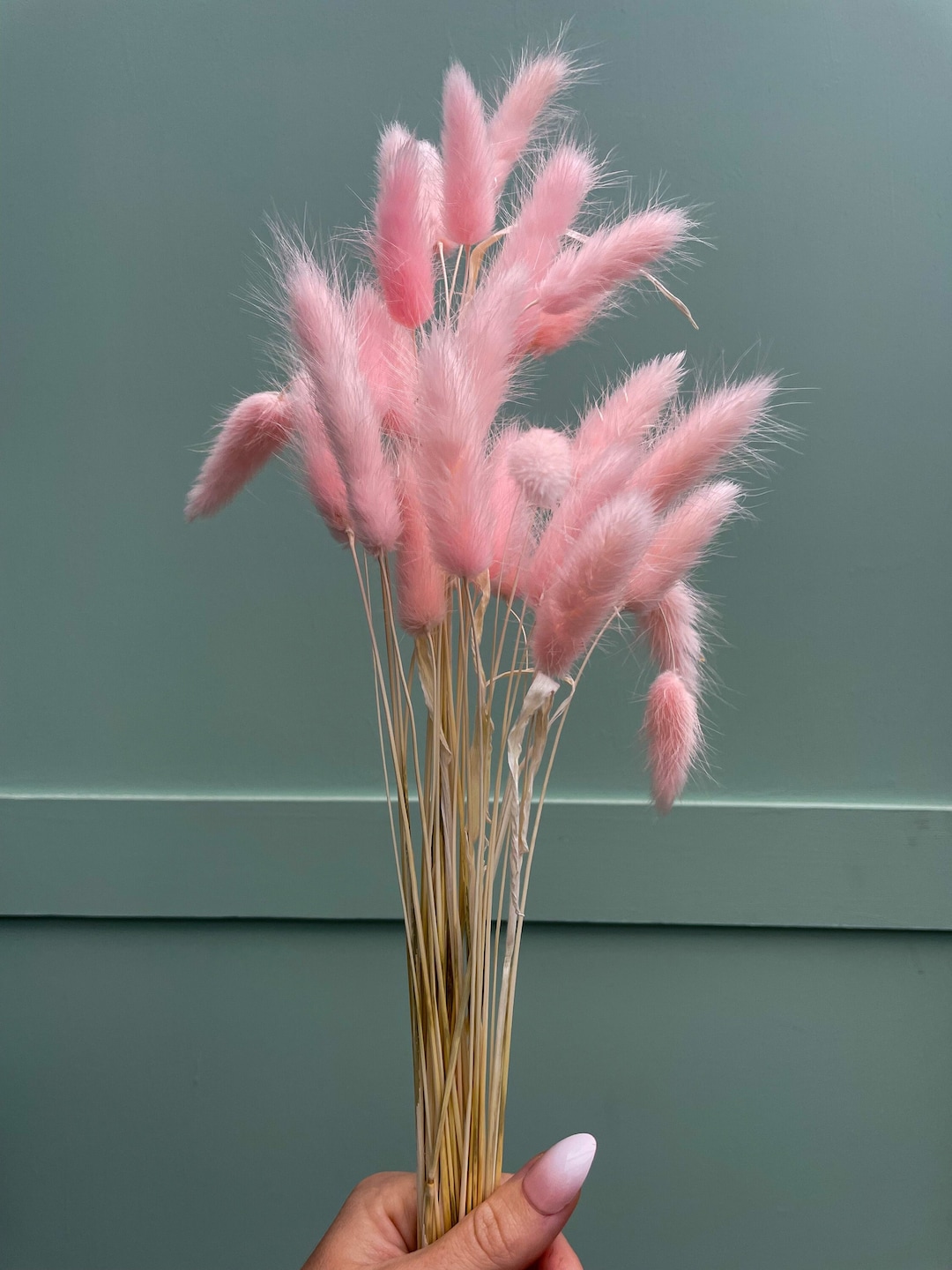 PINK BUNNY TAILS Naturally Dried Stems - Etsy