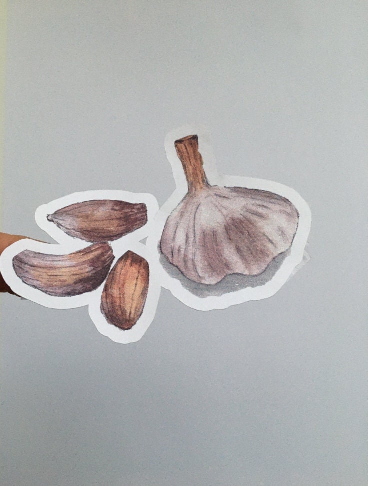 Garlic Stickers 3X3in Watercolor | Etsy